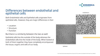 Endothelial vs. Epithelial Cells: A Comparative Insight into Cellular Dynamics | PPTX