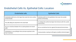 Endothelial vs. Epithelial Cells: A Comparative Insight into Cellular Dynamics | PPTX