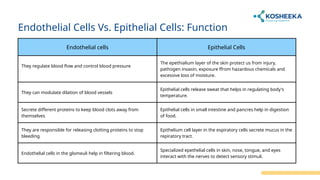 Endothelial vs. Epithelial Cells: A Comparative Insight into Cellular ...
