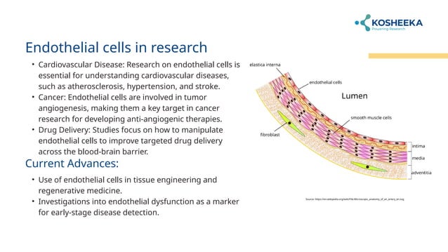 Endothelial vs. Epithelial Cells: A Comparative Insight into Cellular Dynamics | PPTX