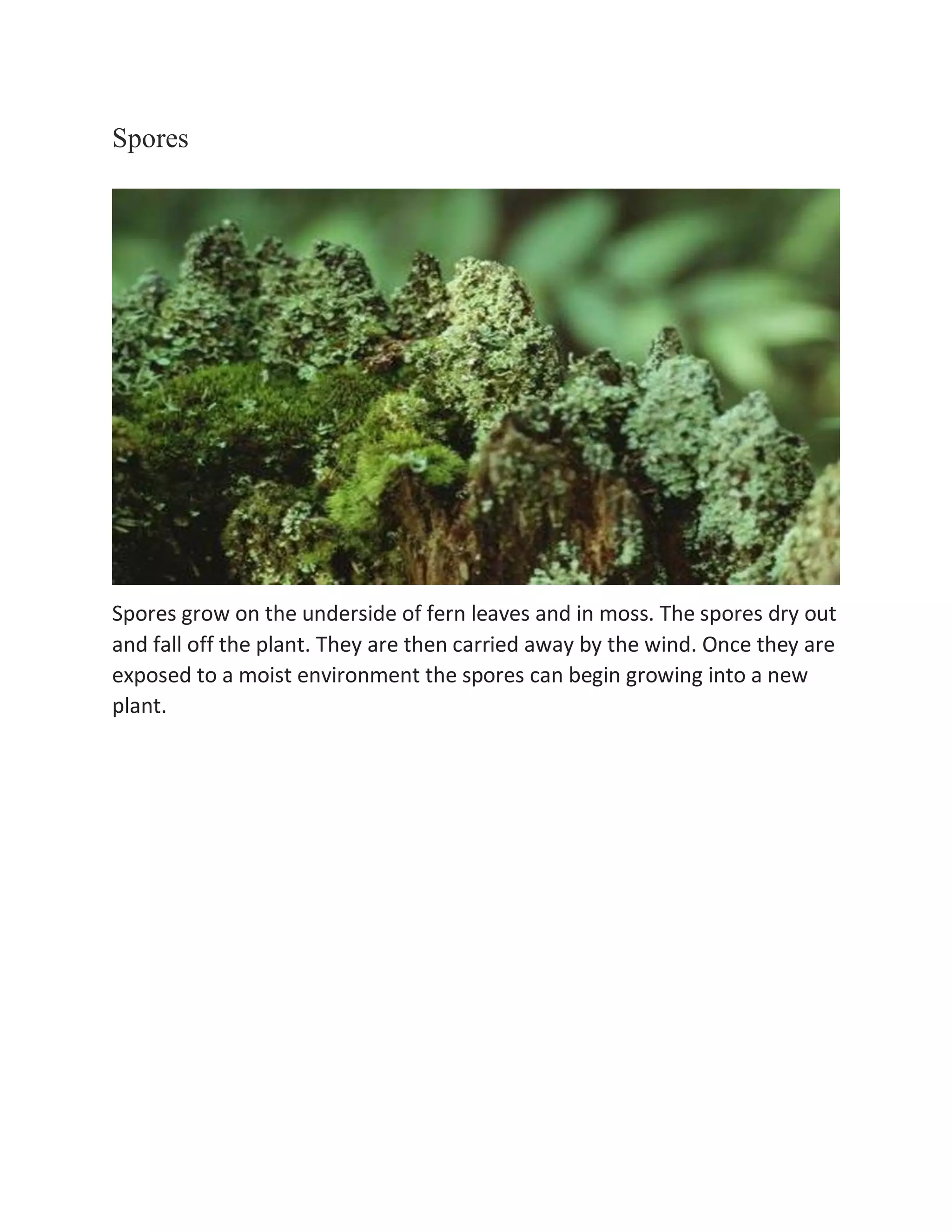 Difference between flowering & Non Flowering Plants | PDF