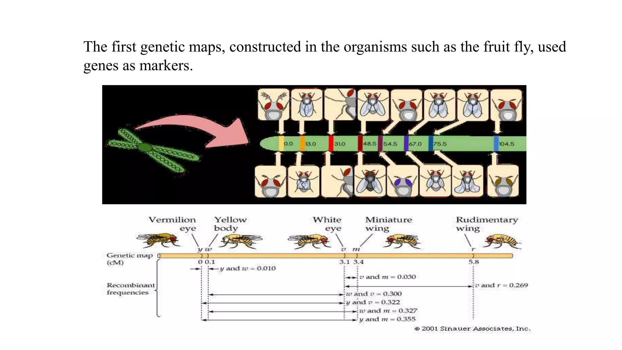Difference between genetic linkage and physical map | PPTX