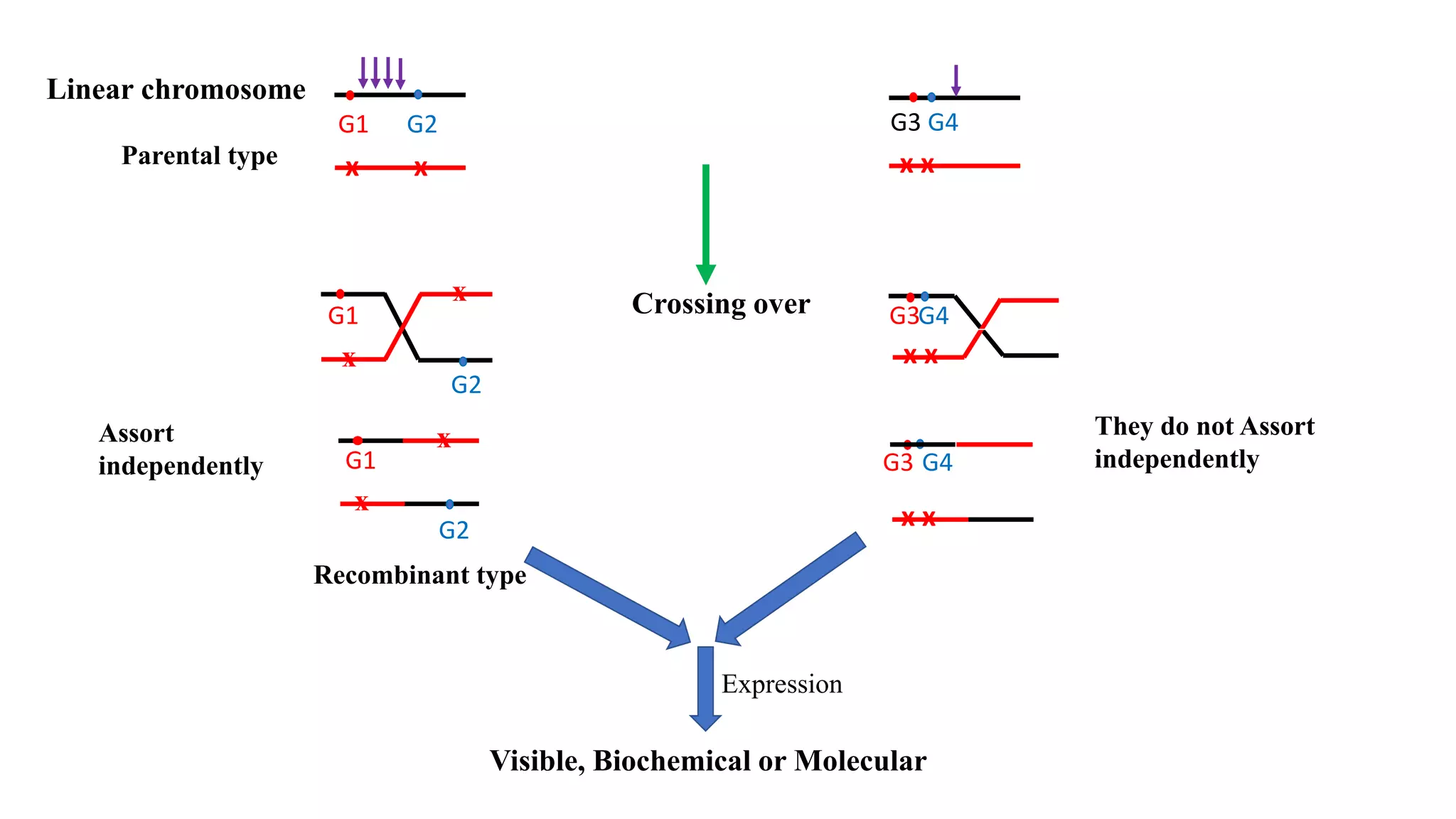 Difference between genetic linkage and physical map | PPTX