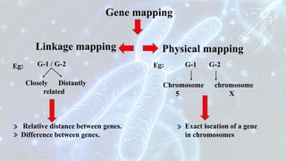 Difference between genetic linkage and physical map | PPTX