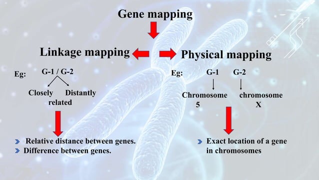 Difference between genetic linkage and physical map | PPT