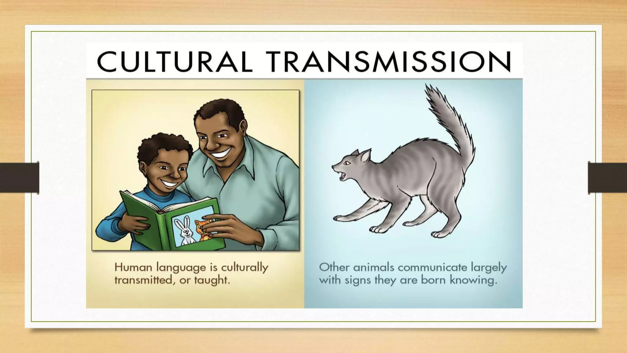 Difference between humans and animal | PPTX