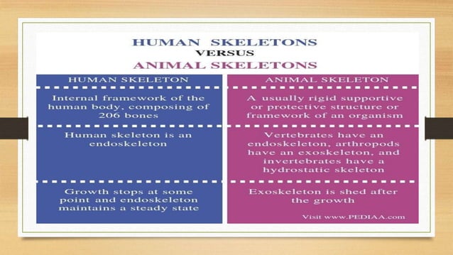 Difference between humans and animal | PPTX