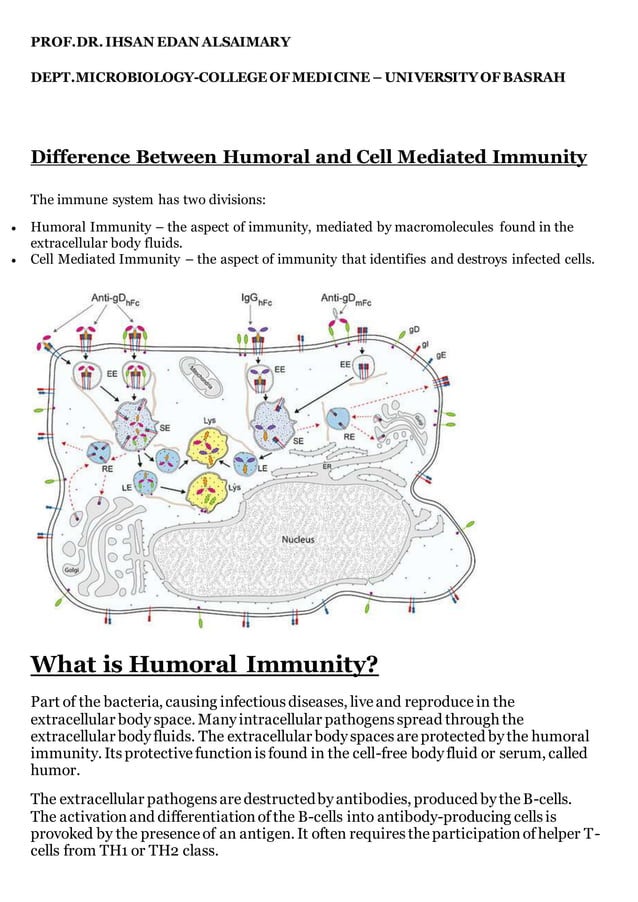 Difference between humoral and cell mediated immunity Dr. ihsan edan ...