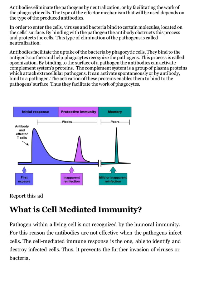 Difference between humoral and cell mediated immunity Dr. ihsan edan ...