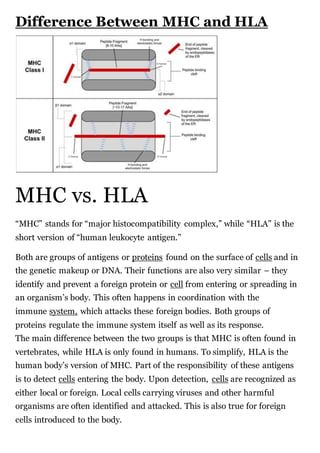 Difference between humoral and cell mediated immunity Dr. ihsan edan ...