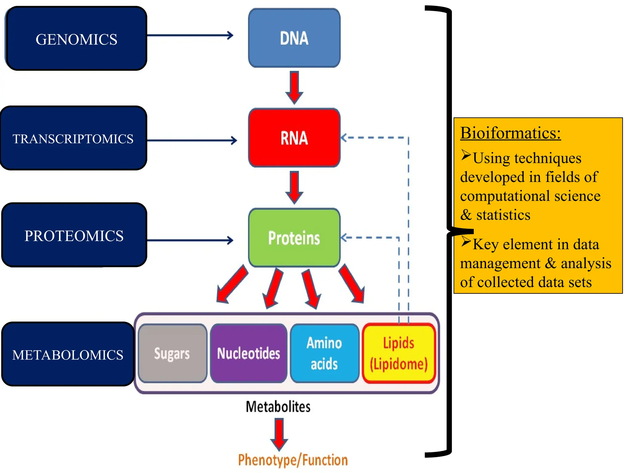 difference between metabolomic&proteomics.ppt