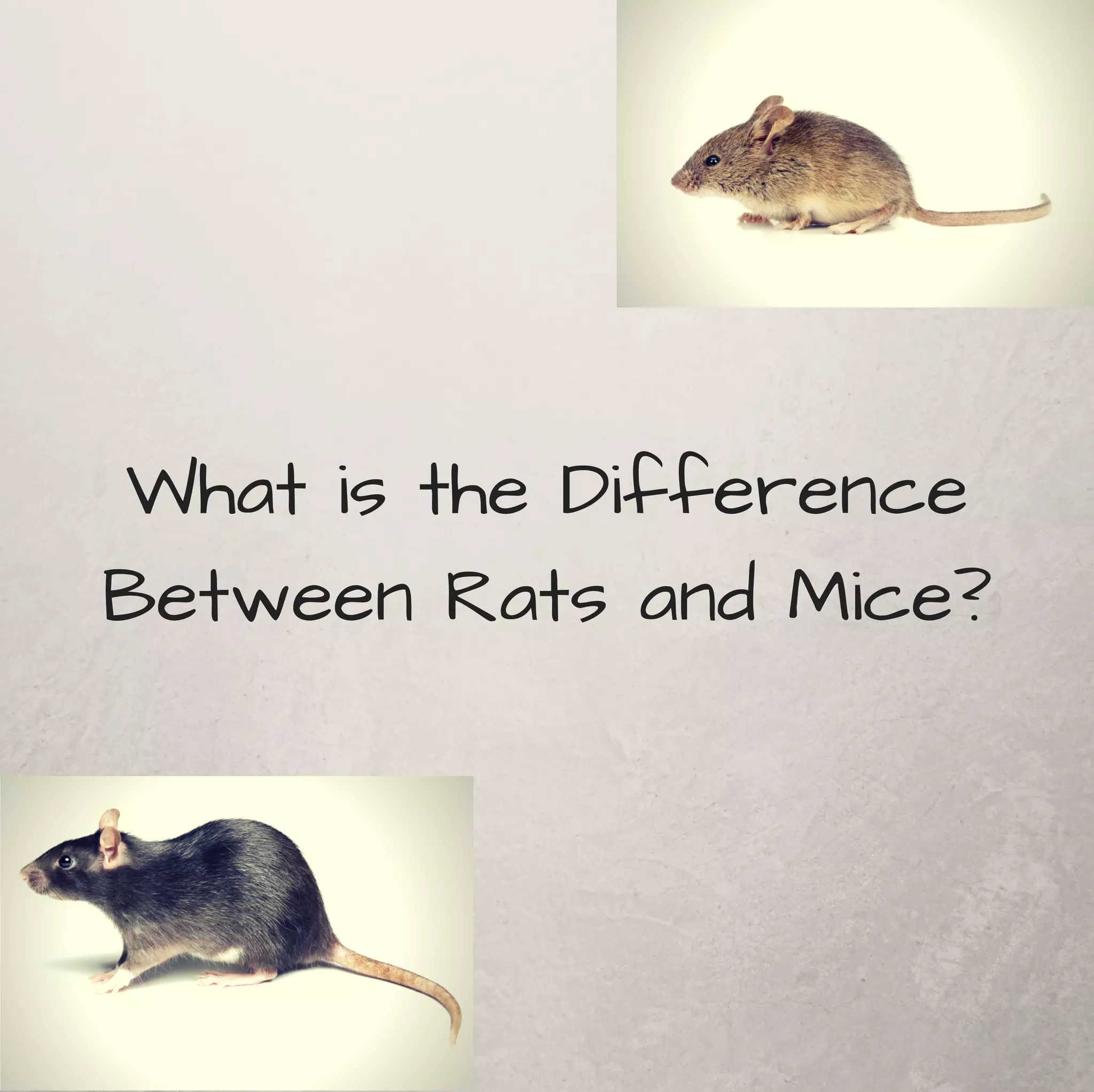 Difference Between Mice and Rats | PDF