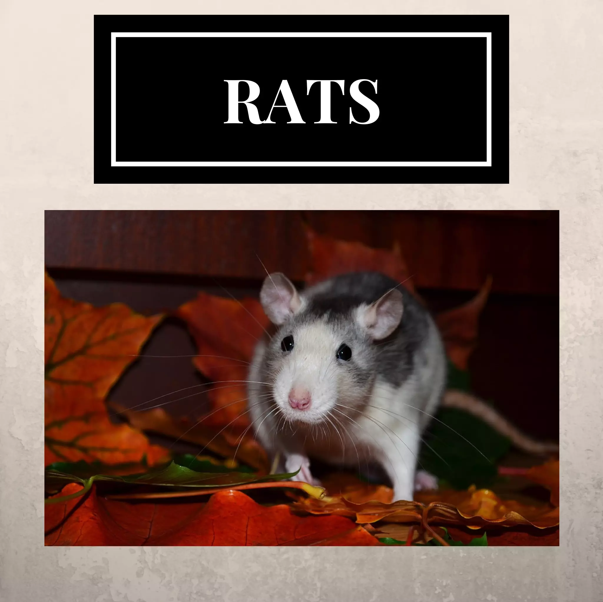 Difference Between Mice and Rats | PDF