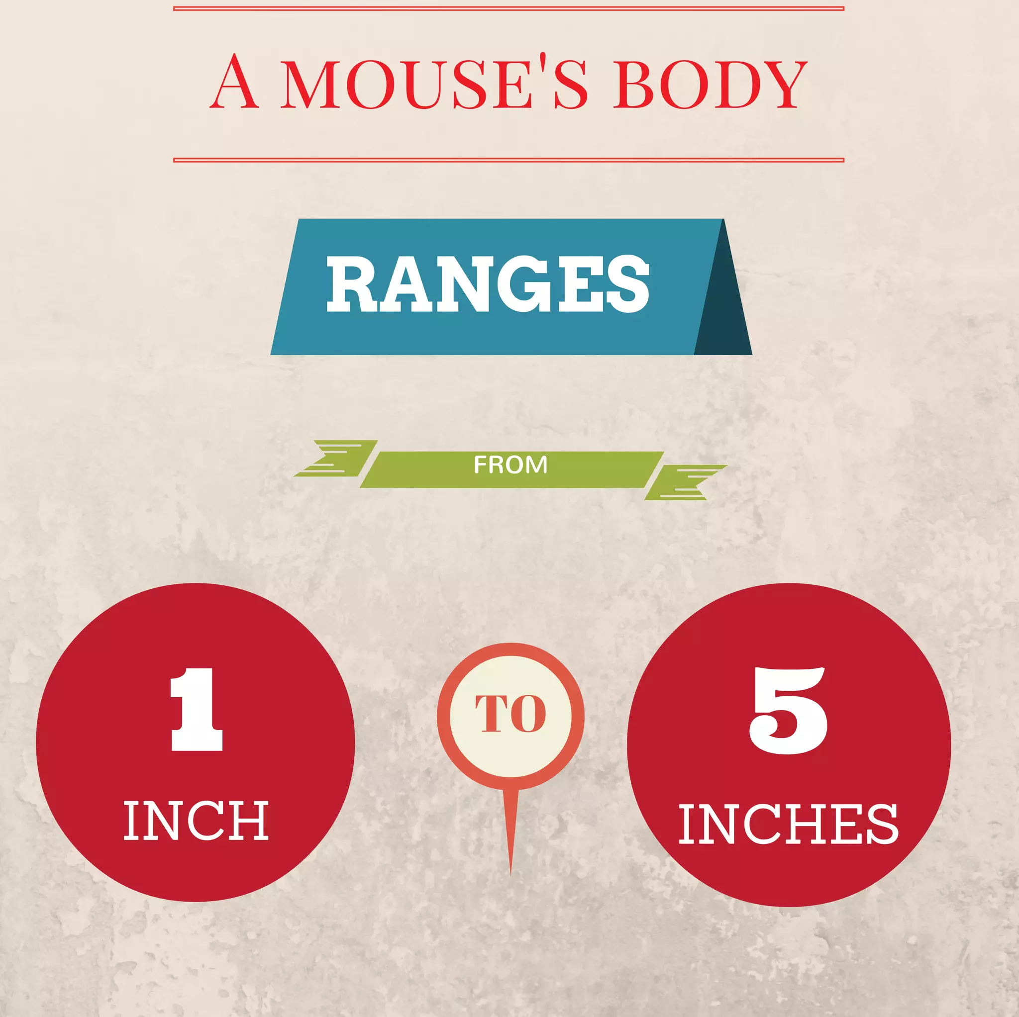 Difference Between Mice and Rats | PDF