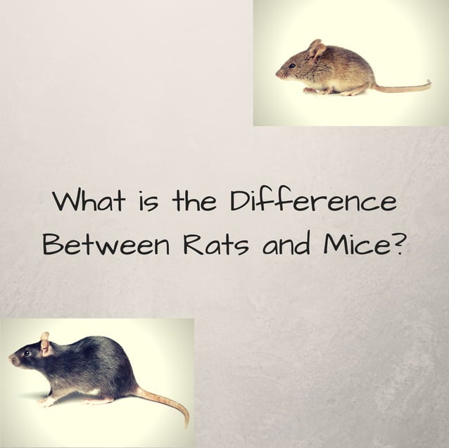 Difference Between Mice and Rats | PDF | Gardening | Home & Garden