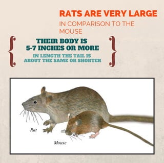 Difference Between Mice and Rats | PDF