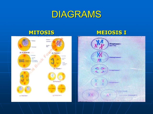 Difference between mitosis and meiosis | PPT | Biological Sciences ...