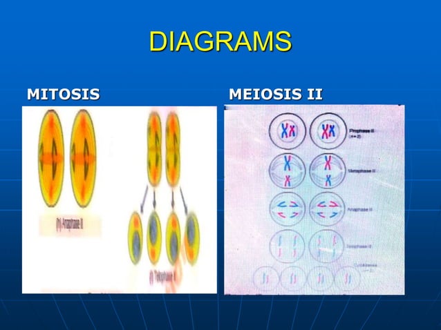 Difference between mitosis and meiosis | PPT | Biological Sciences ...
