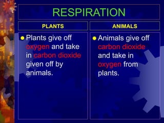 DIFFERENCE BETWEEN PLANTS AND ANIMALS.pptx