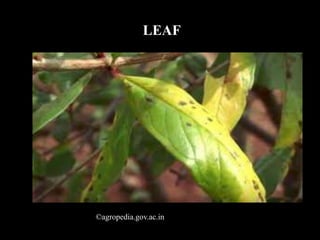POMEGRANATE LEAF SPOTS | PPTX