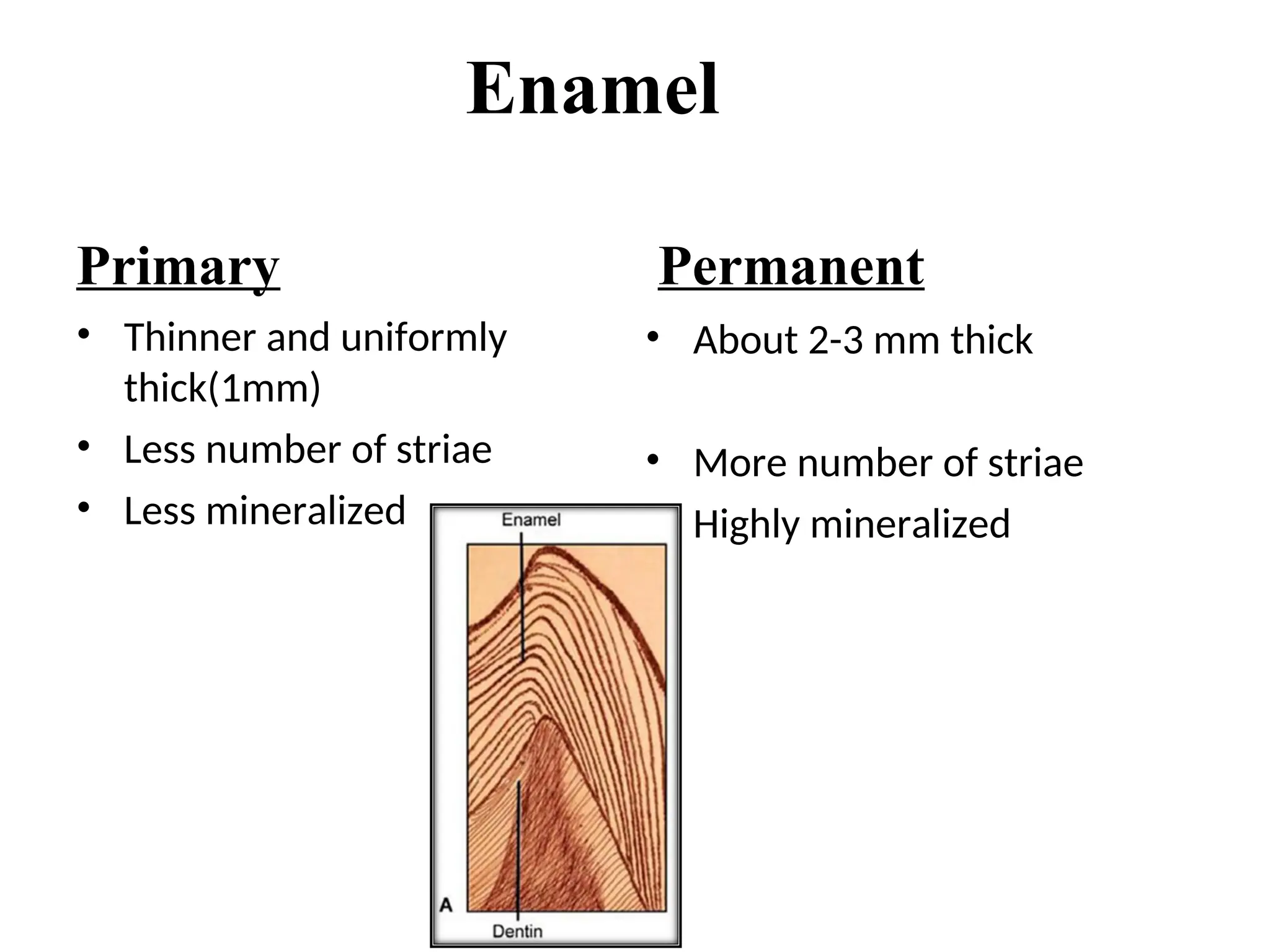 Difference between primary and permanent.ppt