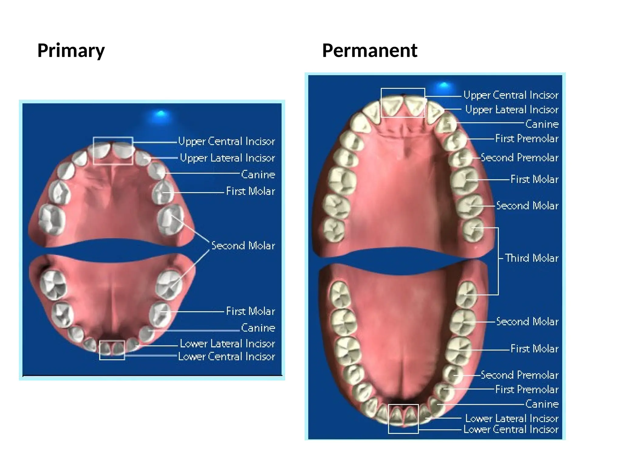 Difference between primary and permanent.ppt