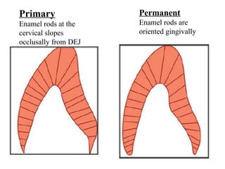 Difference between primary and permanent.ppt