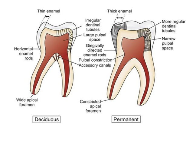 Difference between primary and permanent.ppt