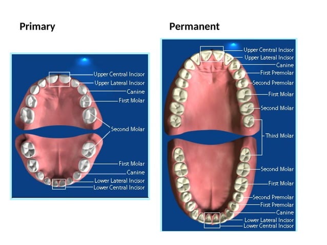 Difference between primary and permanent.ppt
