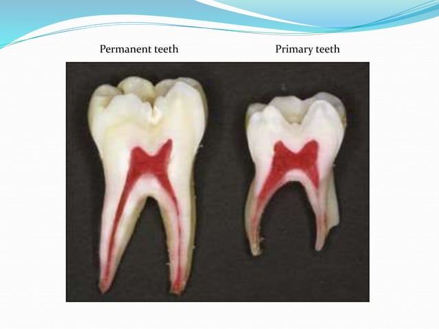 Difference between primary and permanent dentition | PPTX