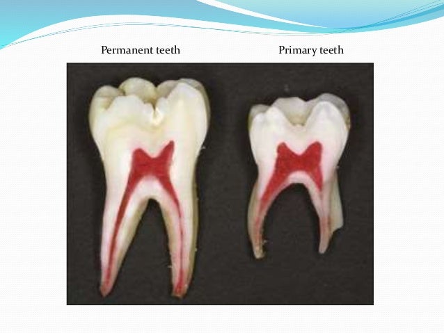 Difference between primary and permanent dentition