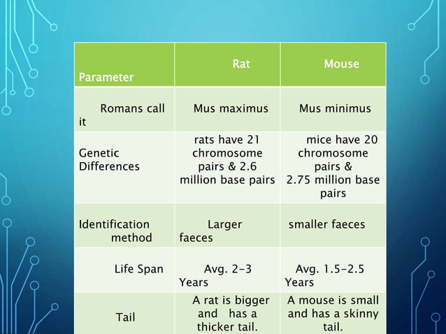 Difference between rat and mouse | PPT
