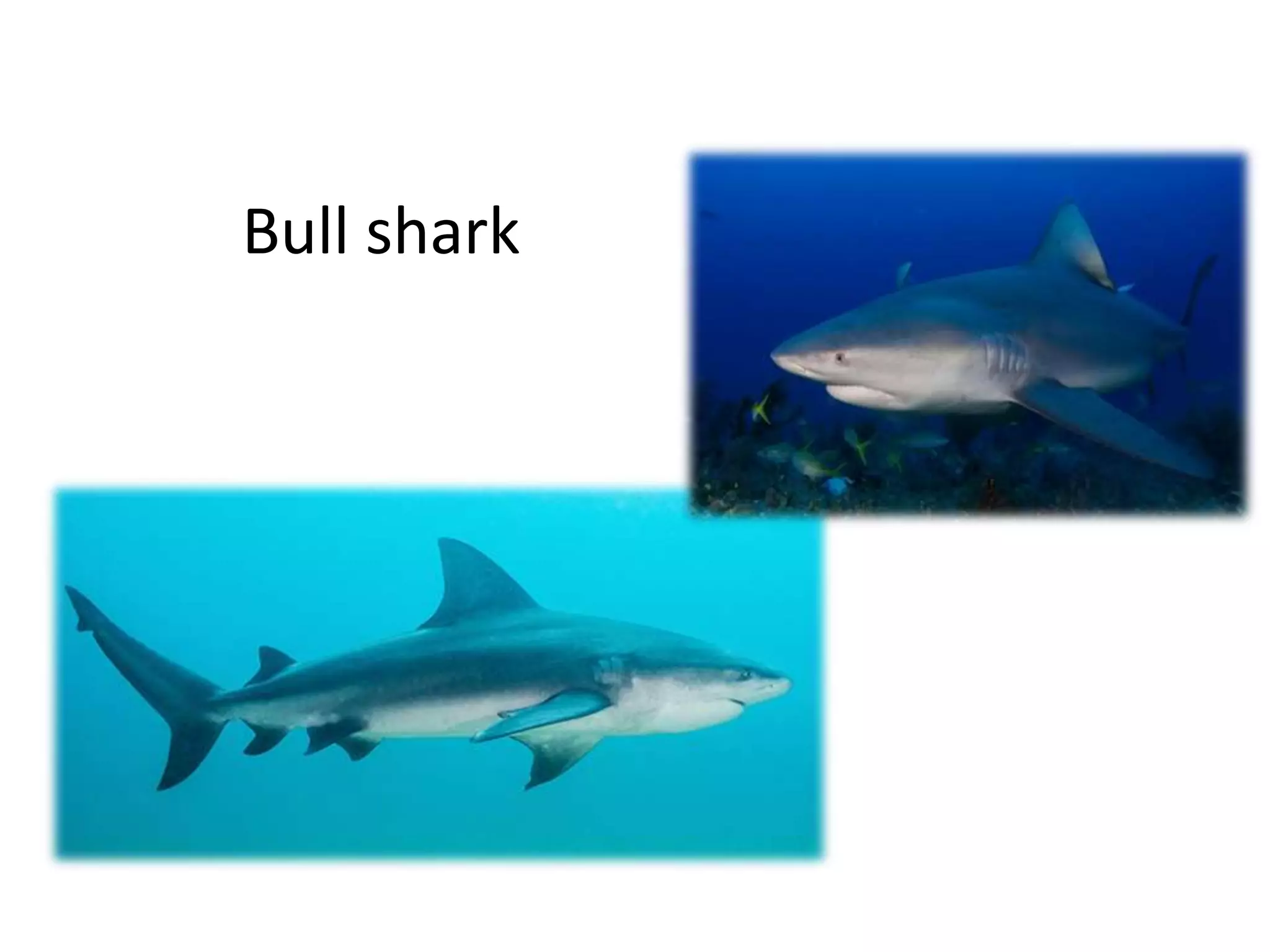 Difference between shark and Teleost | PPT