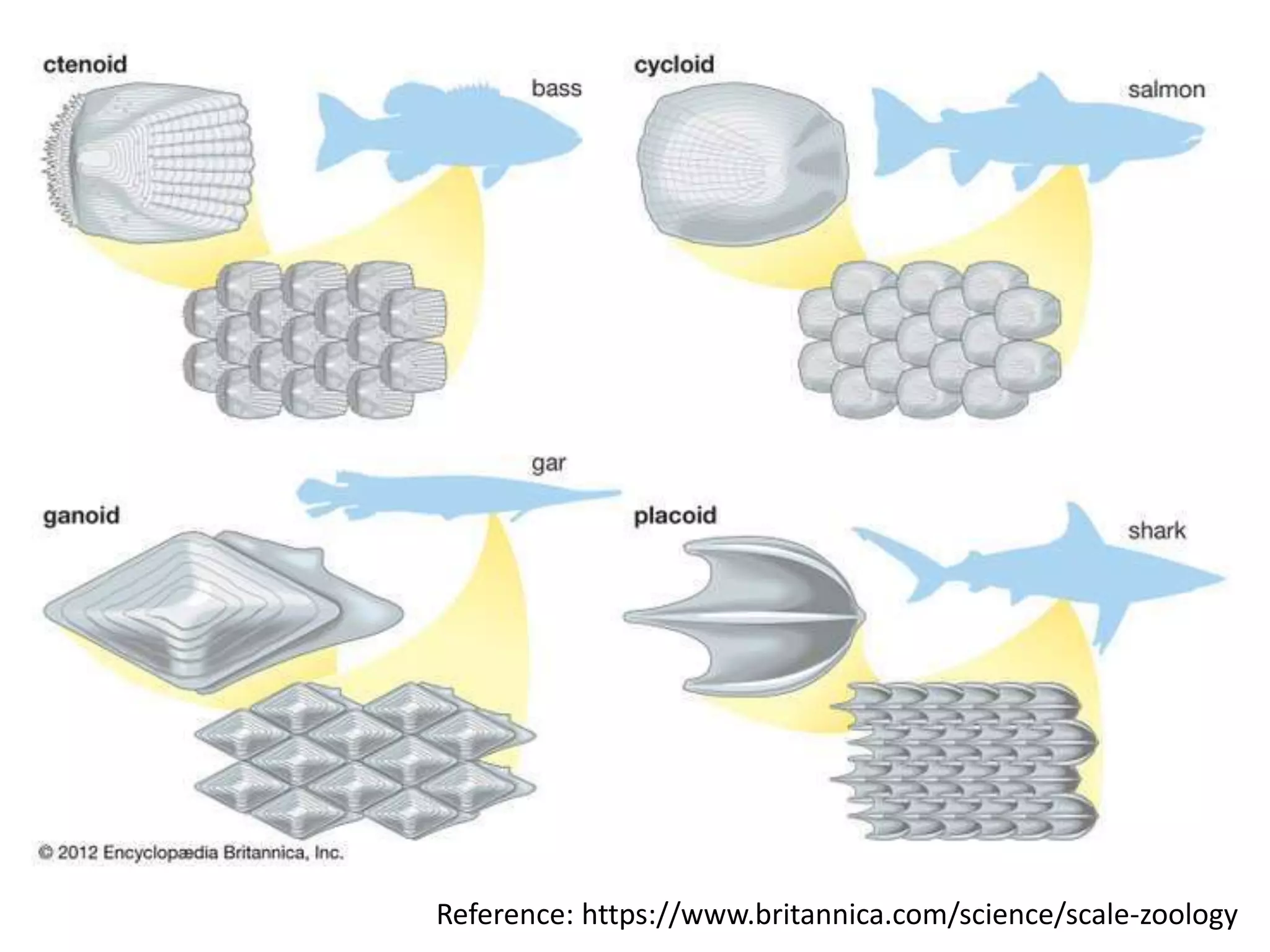 Difference between shark and Teleost | PPT