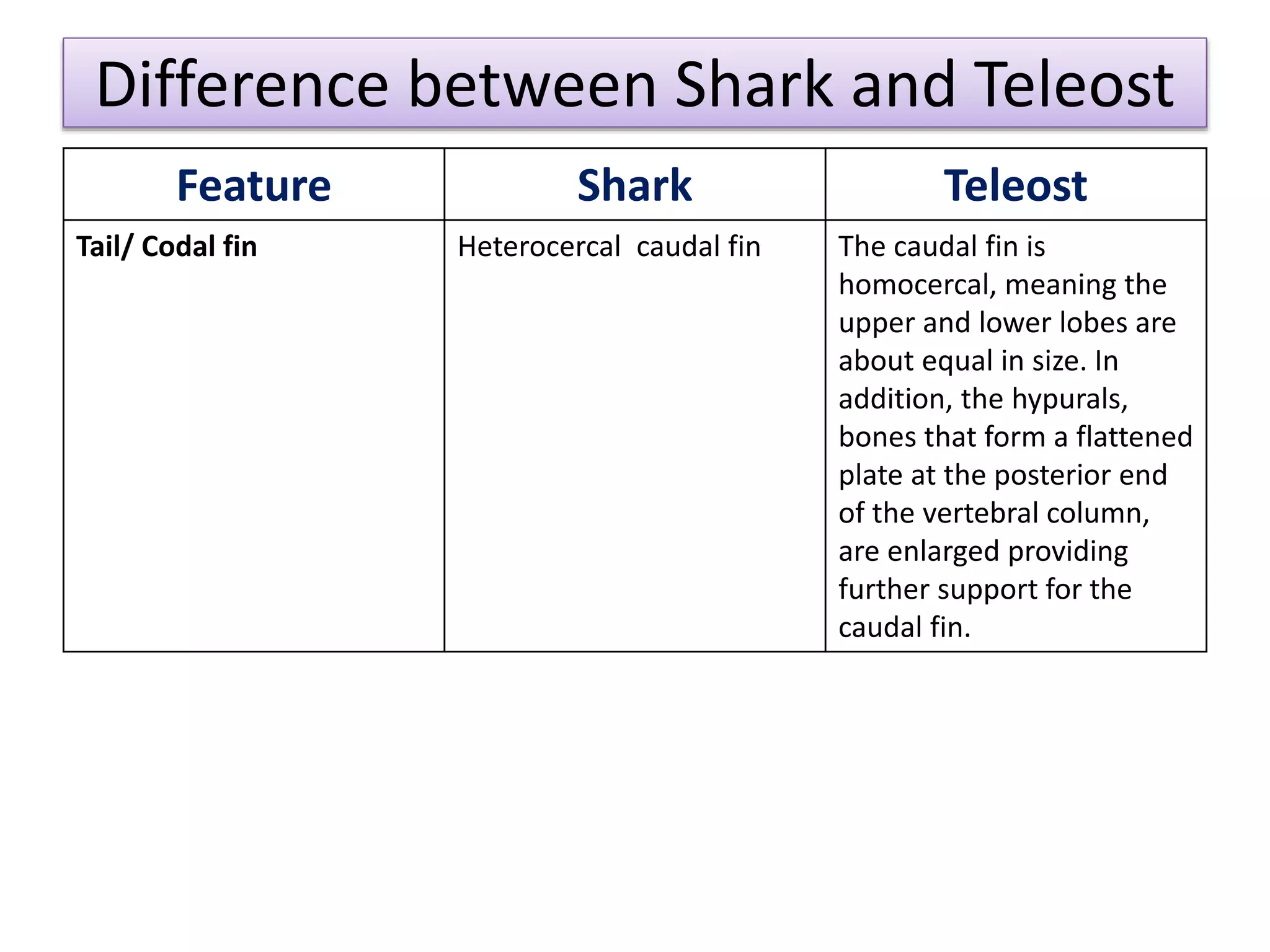 Difference between shark and Teleost | PPT