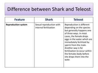 Difference between shark and Teleost | PPT