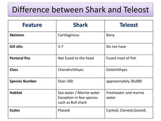 Difference between shark and Teleost | PPT