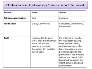 Difference between shark and Teleost | PPT