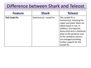Difference between shark and Teleost | PPT