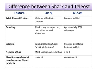 Difference between shark and Teleost | PPT