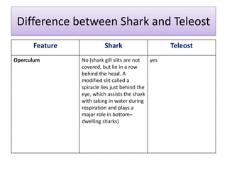 Difference between shark and Teleost | PPT