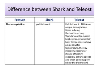 Difference between shark and Teleost | PPT