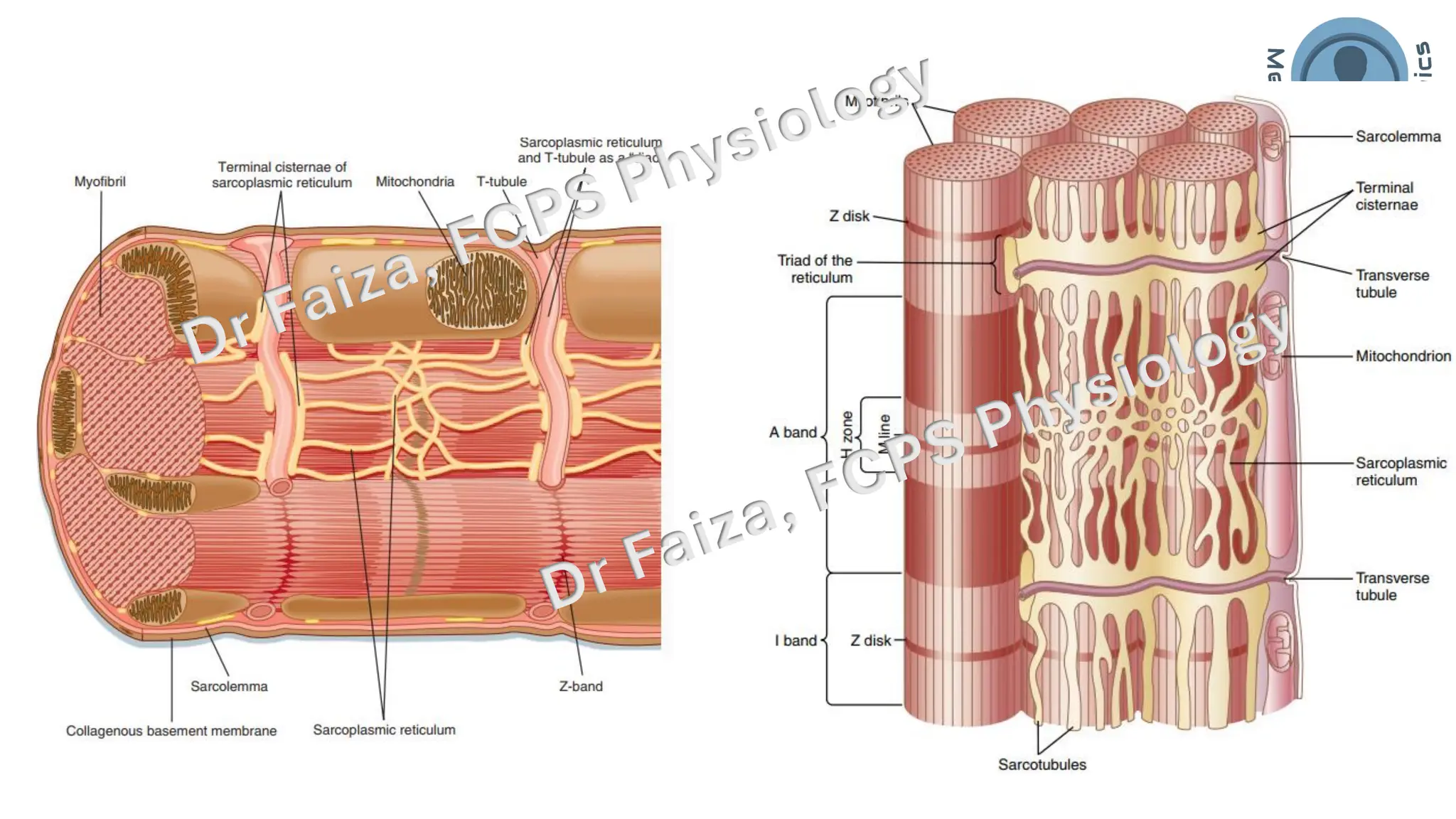 Difference Between Skeletal Smooth and Cardiac Muscles | PDF Difference Between Skeletal Smooth and Cardiac Muscles | PDF