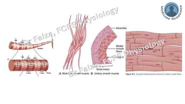 Difference Between Skeletal Smooth and Cardiac Muscles | PDF ...