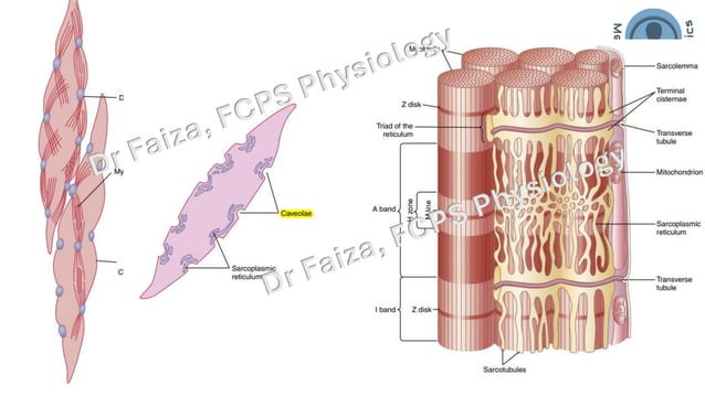 Difference Between Skeletal Smooth and Cardiac Muscles | PDF | Biological Sciences | Science
