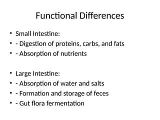 Difference_Between_Small_and_Large_Intestine (1).pptx