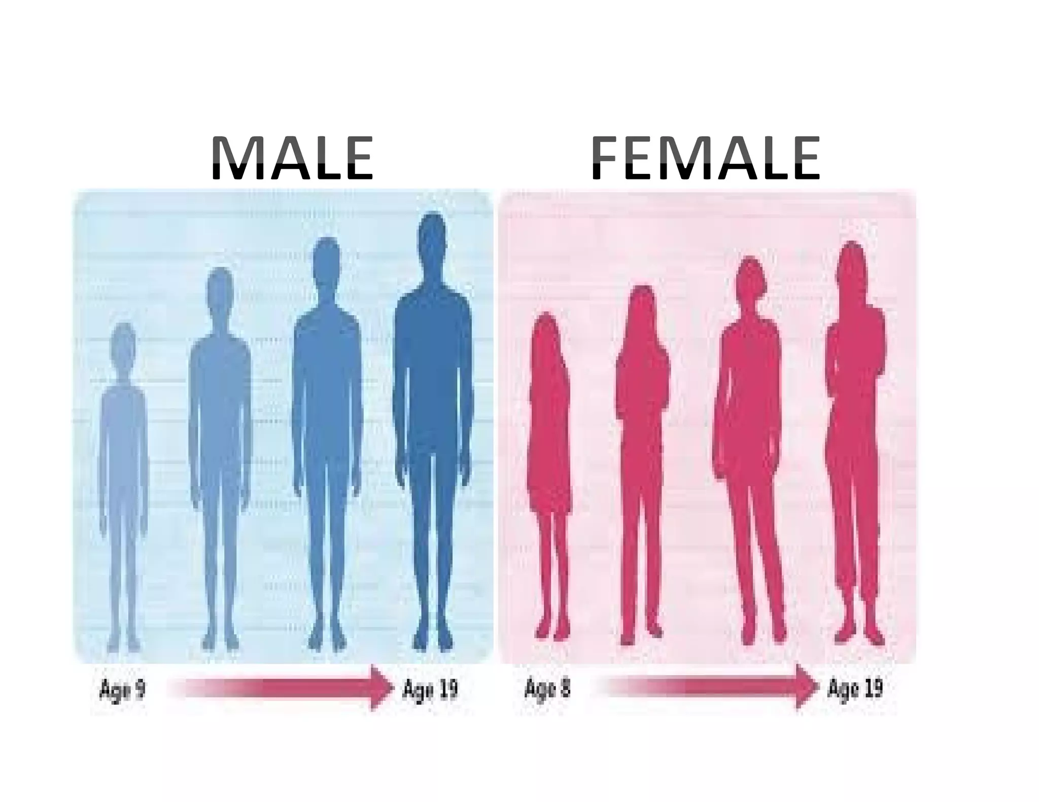 Difference between the child and the adult | PDF