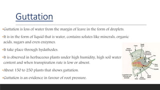 Difference between Transpiration and Guttation | PPT
