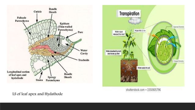 Difference between Transpiration and Guttation | PPTX