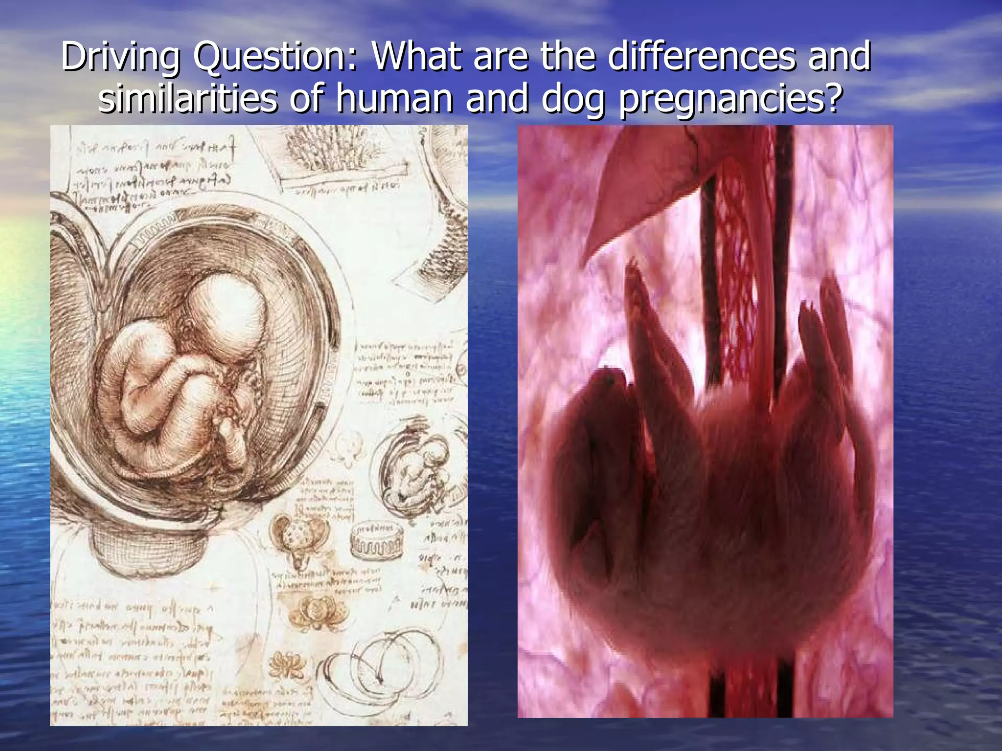Differences And Similarities Of Human And Dog Pregnancies | PPT